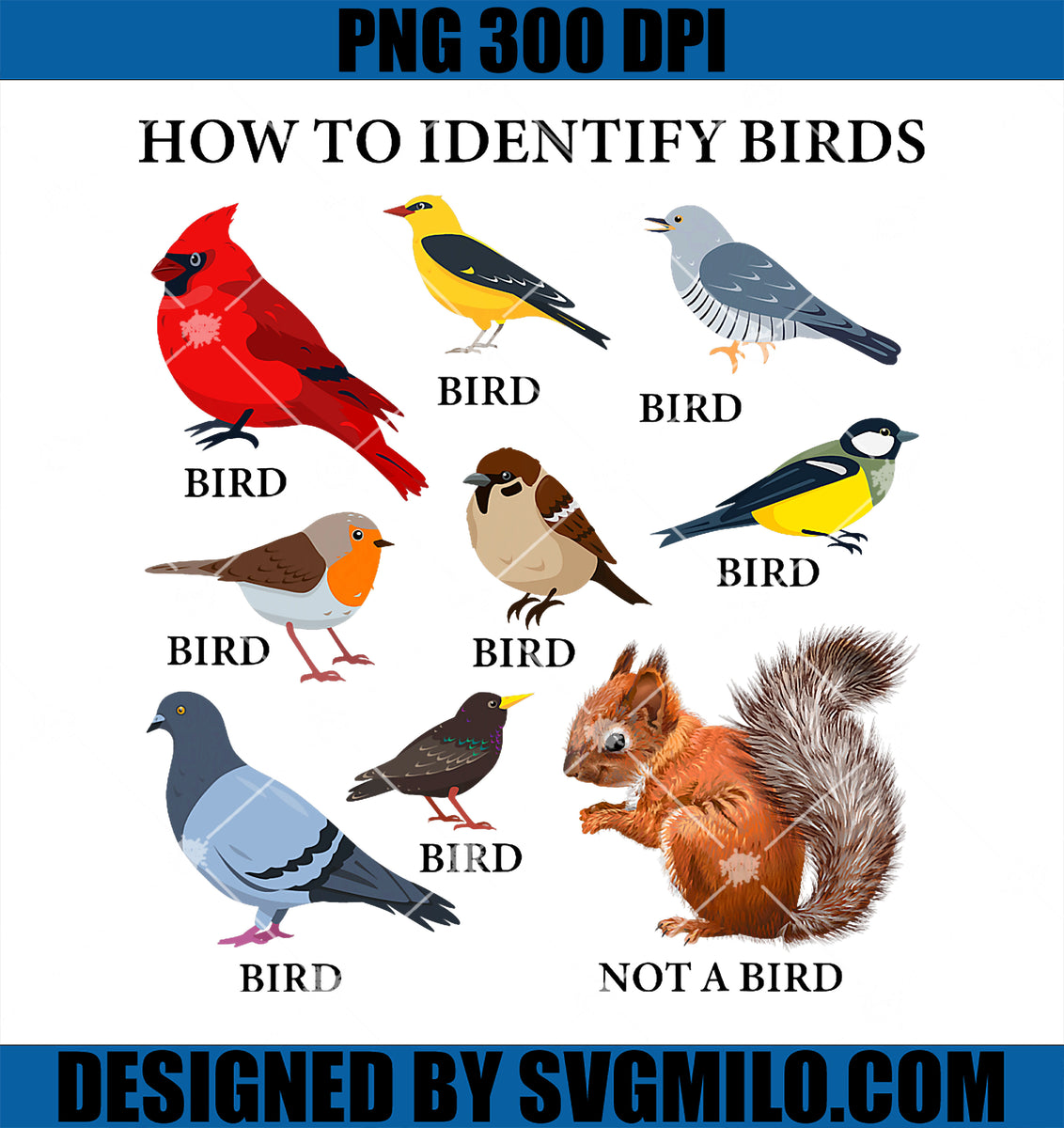HowToIdentifyBirdsPNG_FunnyBirdsIdentificationBirdwatcherPNGcopy ...
